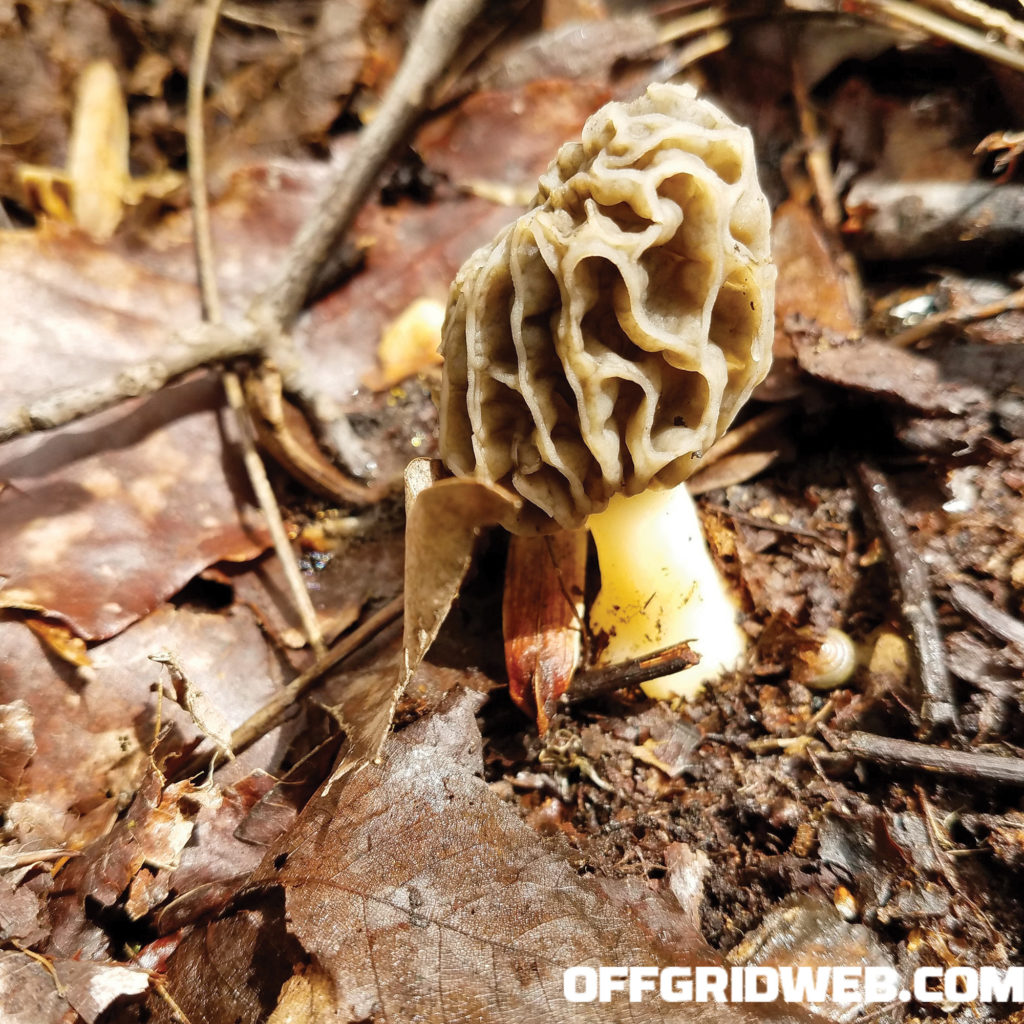 The Do's and Don'ts of Wild Mushroom Foraging | RECOIL OFFGRID