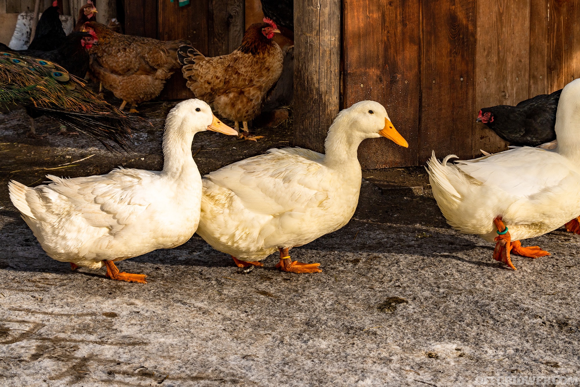 Transitional Food Preps: Staying Fed Between Storage and Cultivation ...