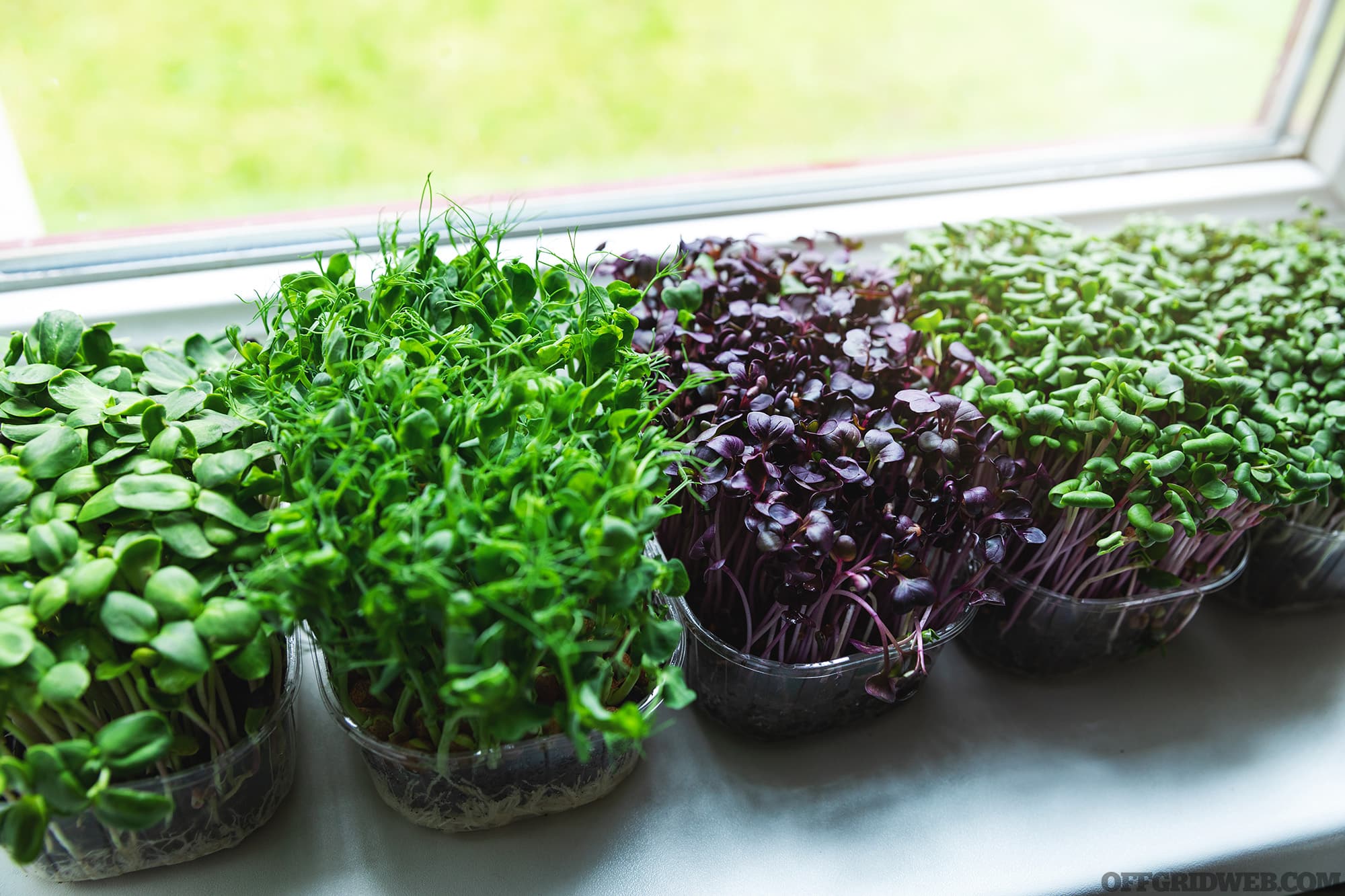 Transitional Food Preps: Staying Fed Between Storage and Cultivation ...
