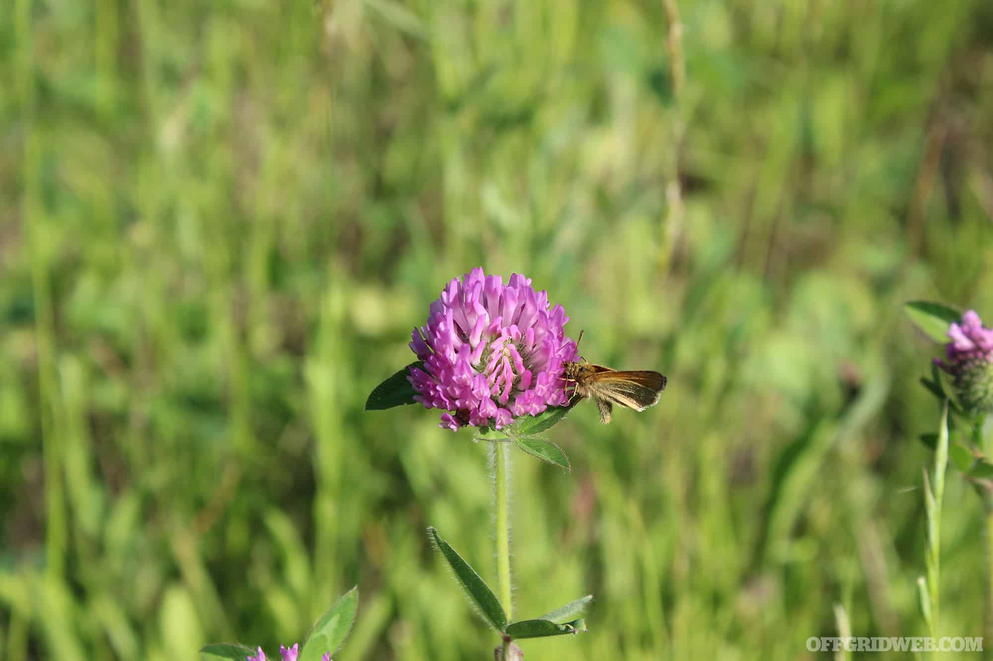 Survival Botany: Six Lifesaving Plant Species | RECOIL OFFGRID