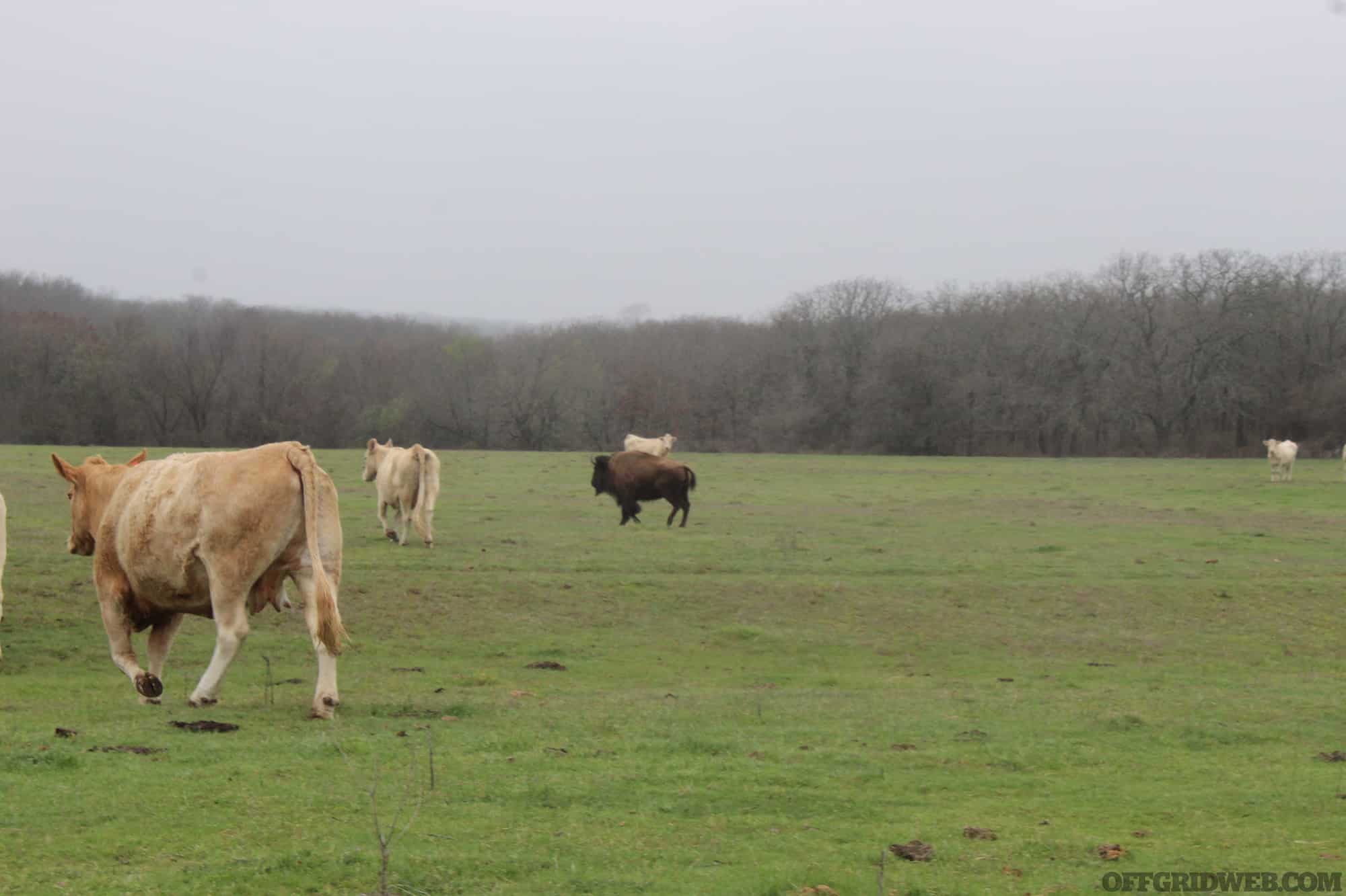 Blood and Thunder: Reviving Primitive Wilderness Survival Skills ...